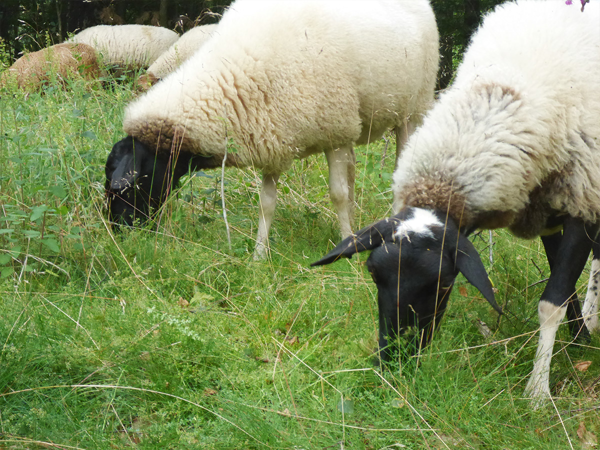 Tiere - Märkisches Naturlamm